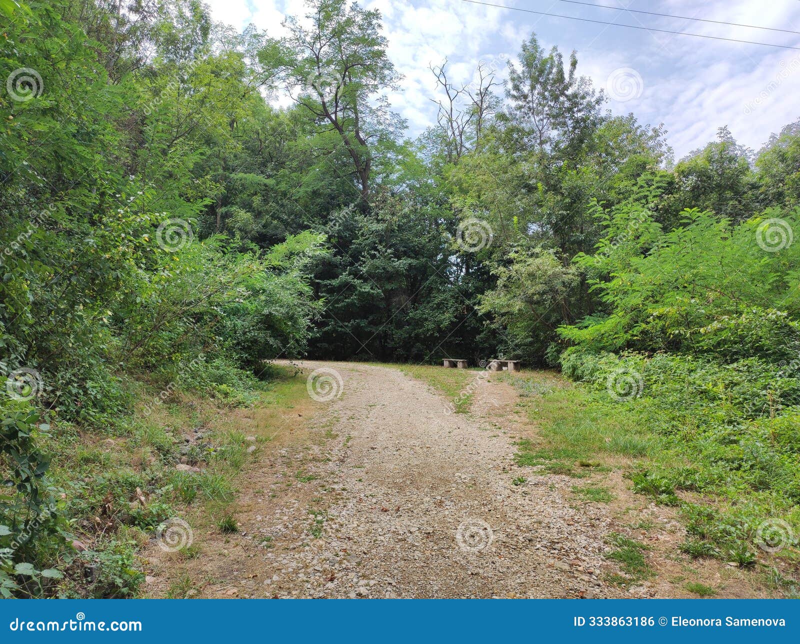 Green Forest, Pathway and Benches Stock Photo - Image of environment ...