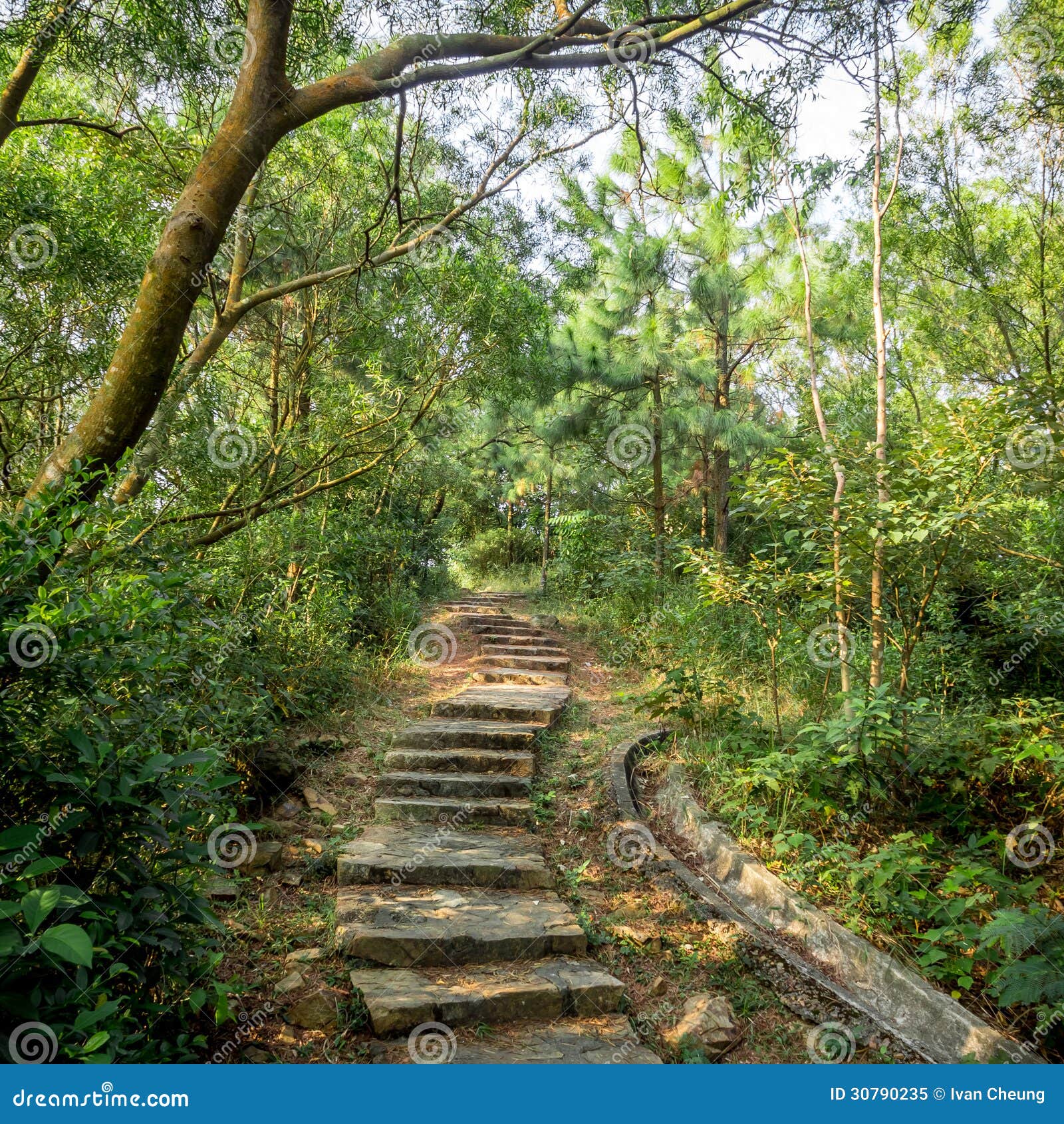 Green forest with pathway stock image. Image of colour - 30790235