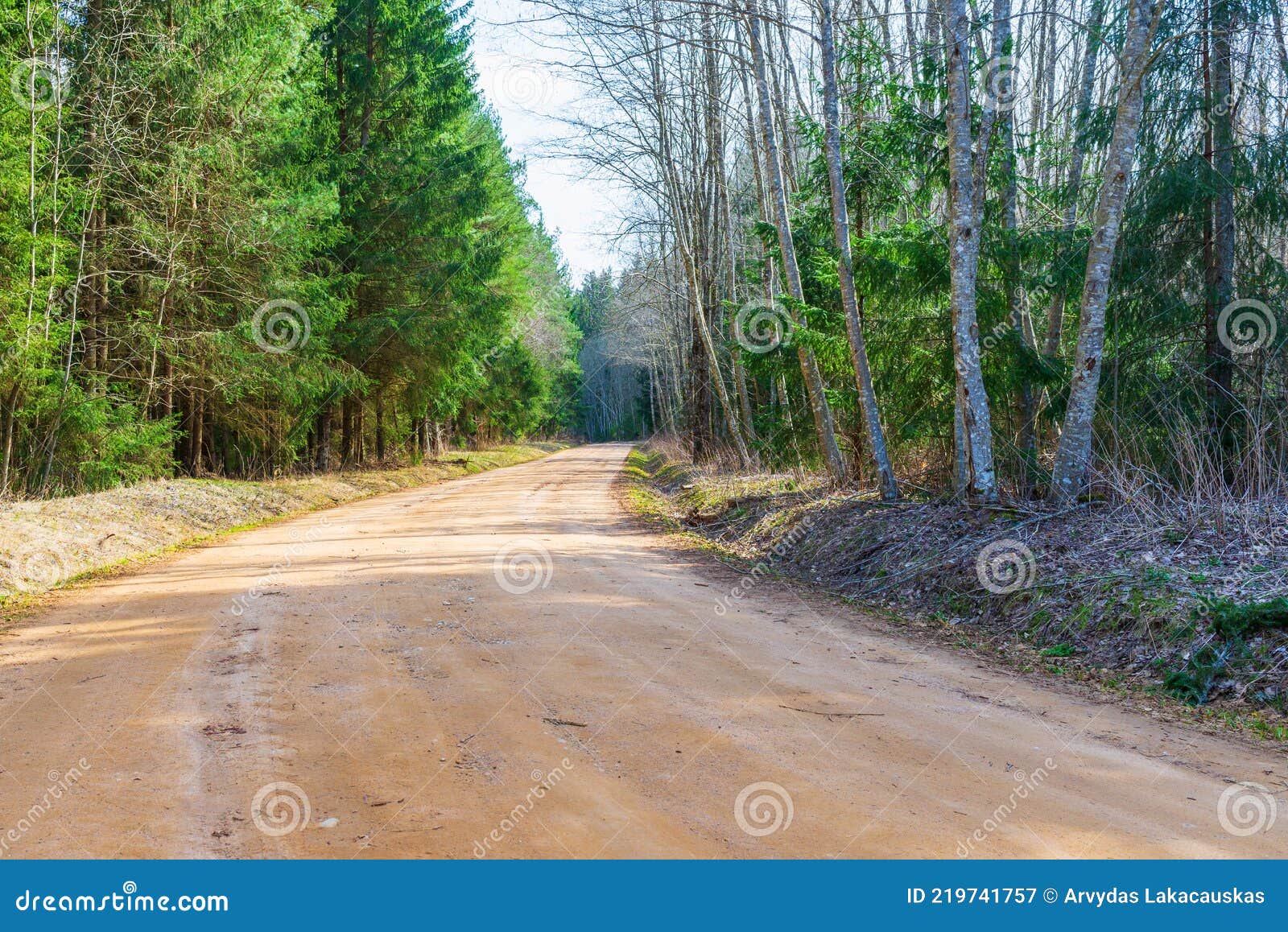 Green Forest Pathway View. Forest Pathway Landscape. Pathway in Forest ...