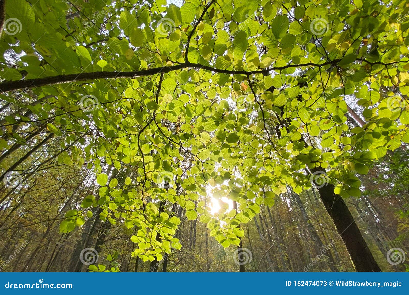 Green Forest Pattern, Large Branches of Trees with Green Leaves in the ...