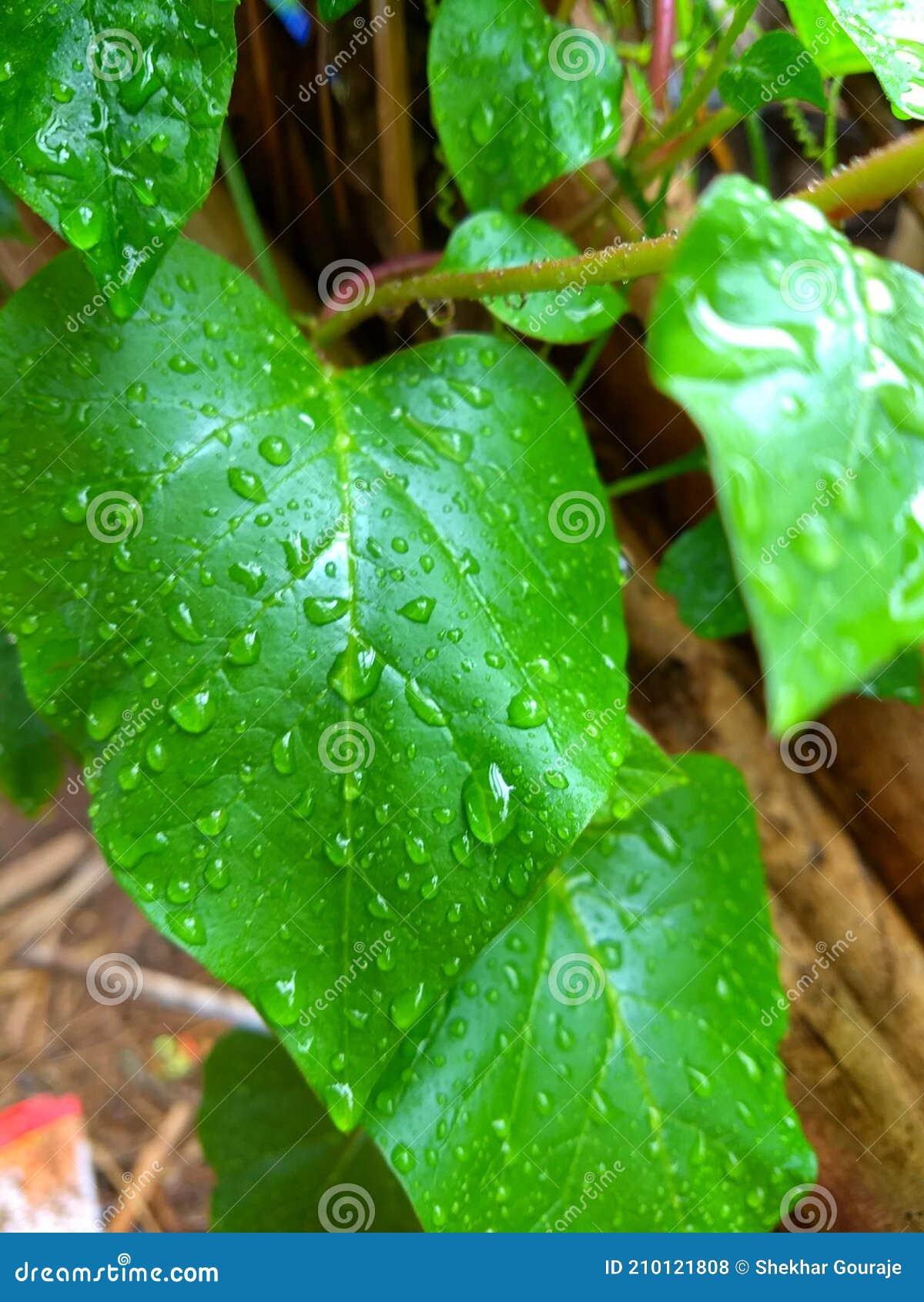 Green Wet Leaves in the Garden after Rain. Stock Photo - Image of green ...