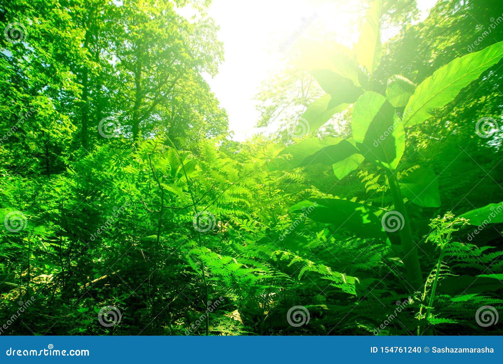 Green Forest Plants and Trees Leafs Stock Photo - Image of growth ...