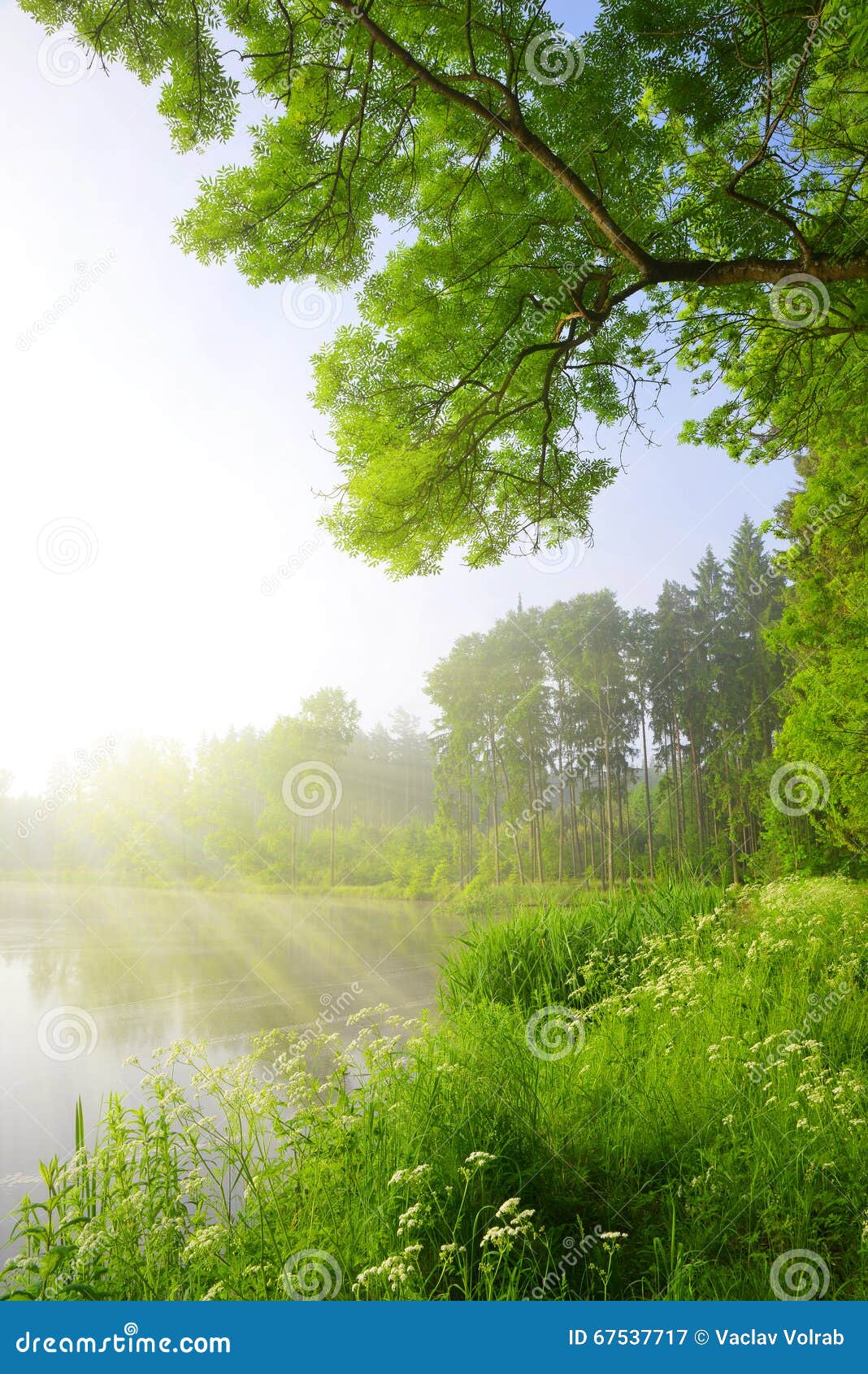 Green forest with Pond stock image. Image of environment - 67537717