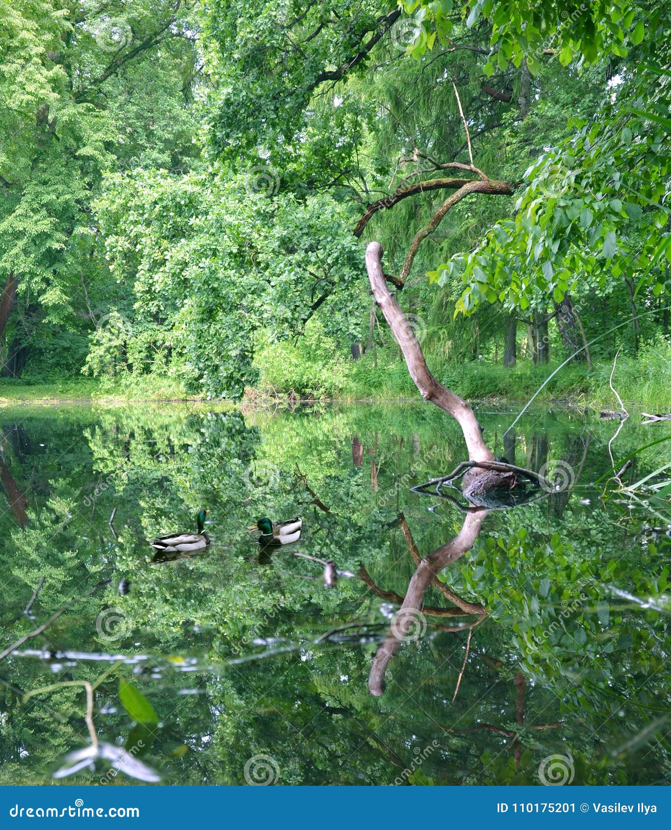 Green forest pond stock image. Image of forest, lake - 110175201