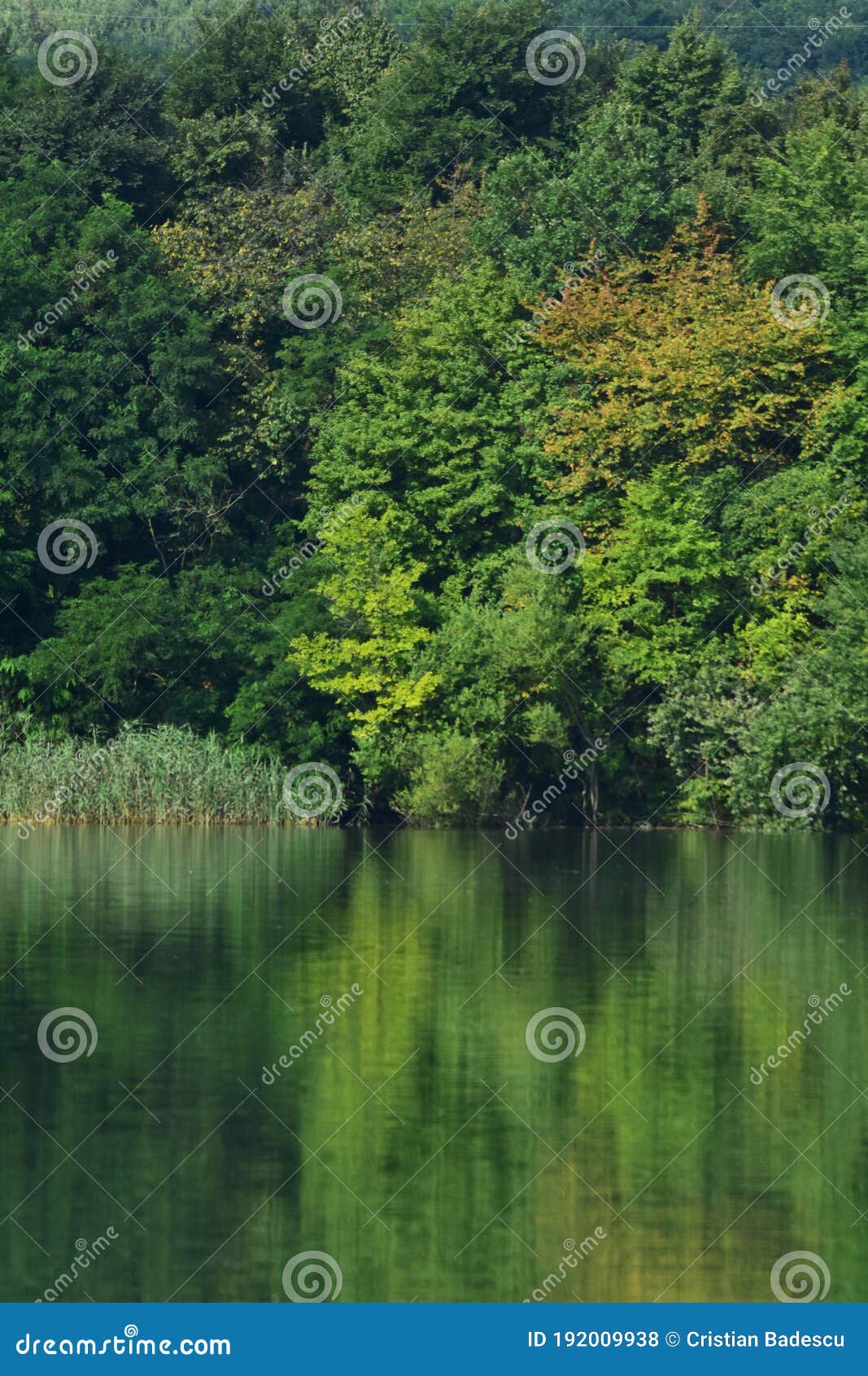 Green Forest Reflected in the Lake in Summer Stock Photo - Image of ...