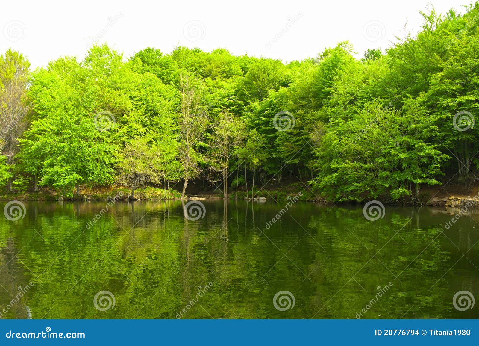Green Forest Reflection on Water Stock Photo - Image of green, lake ...