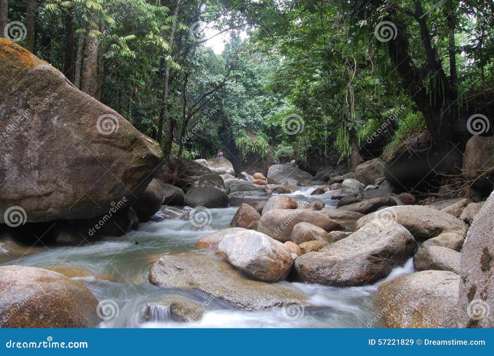 Green Forest & River from Indonesia Stock Image - Image of natural ...
