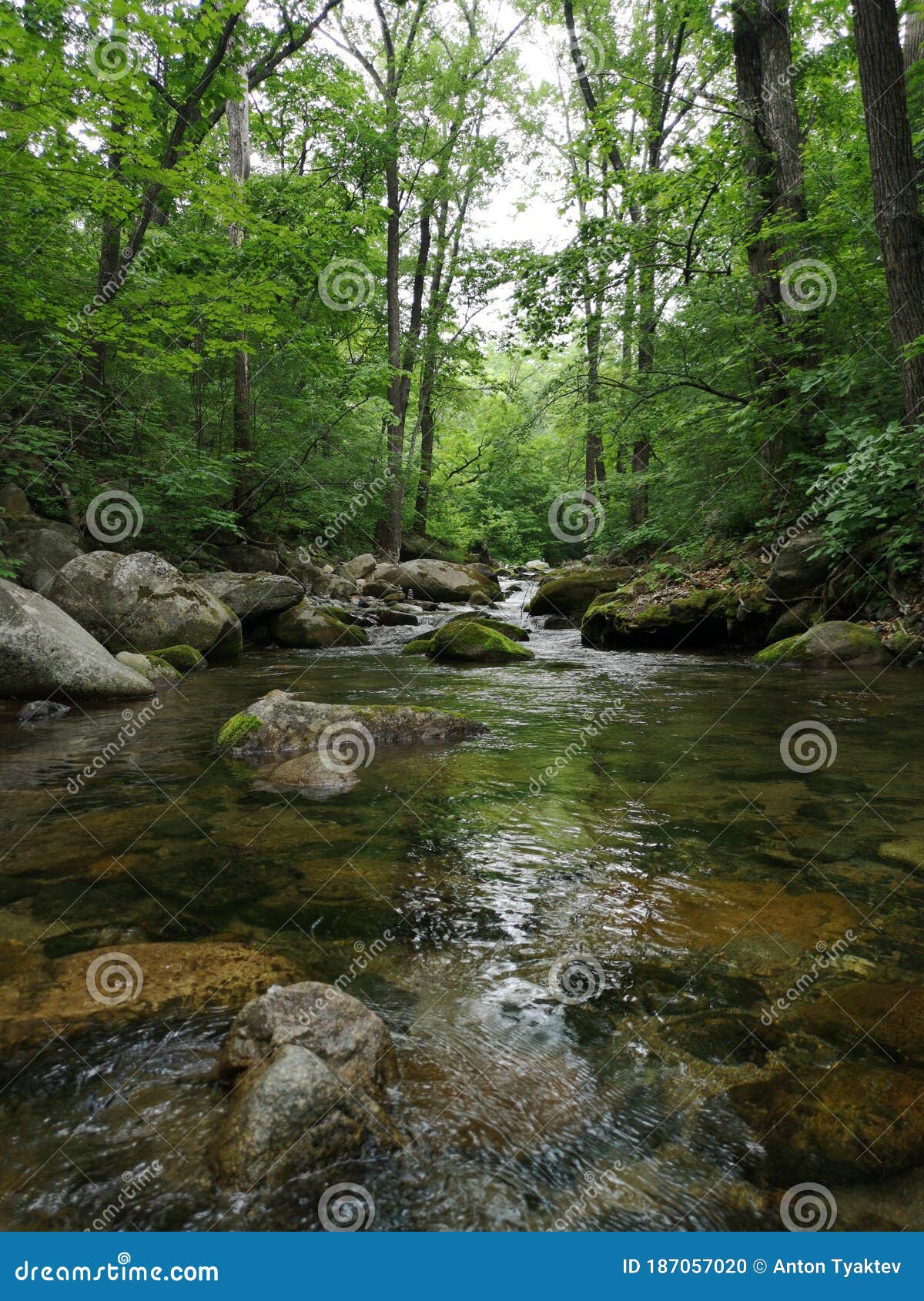 Green Forest River and Stone Stock Photo - Image of travel, forest ...