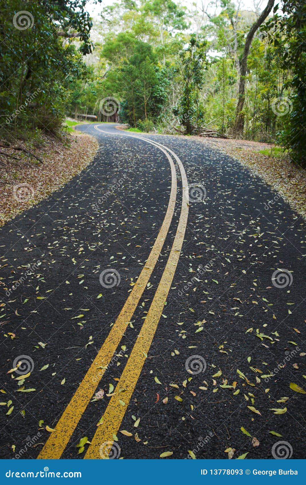 Green forest and road stock image. Image of green, leaves - 13778093