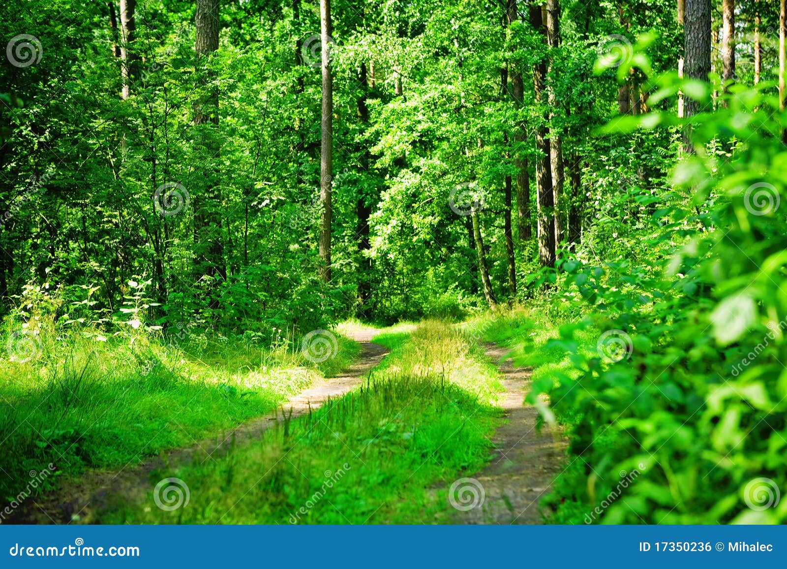 Green forest road stock photo. Image of light, forest - 17350236