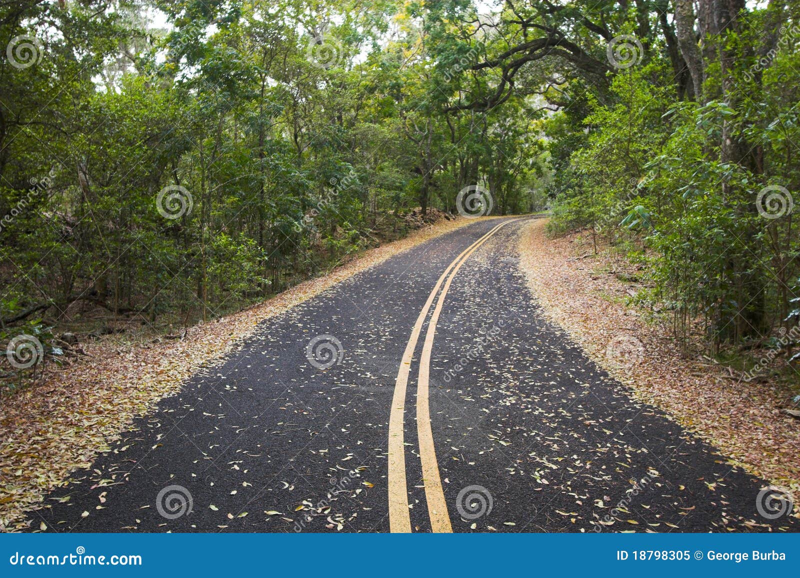 Green forest and road stock image. Image of scenic, nature - 18798305