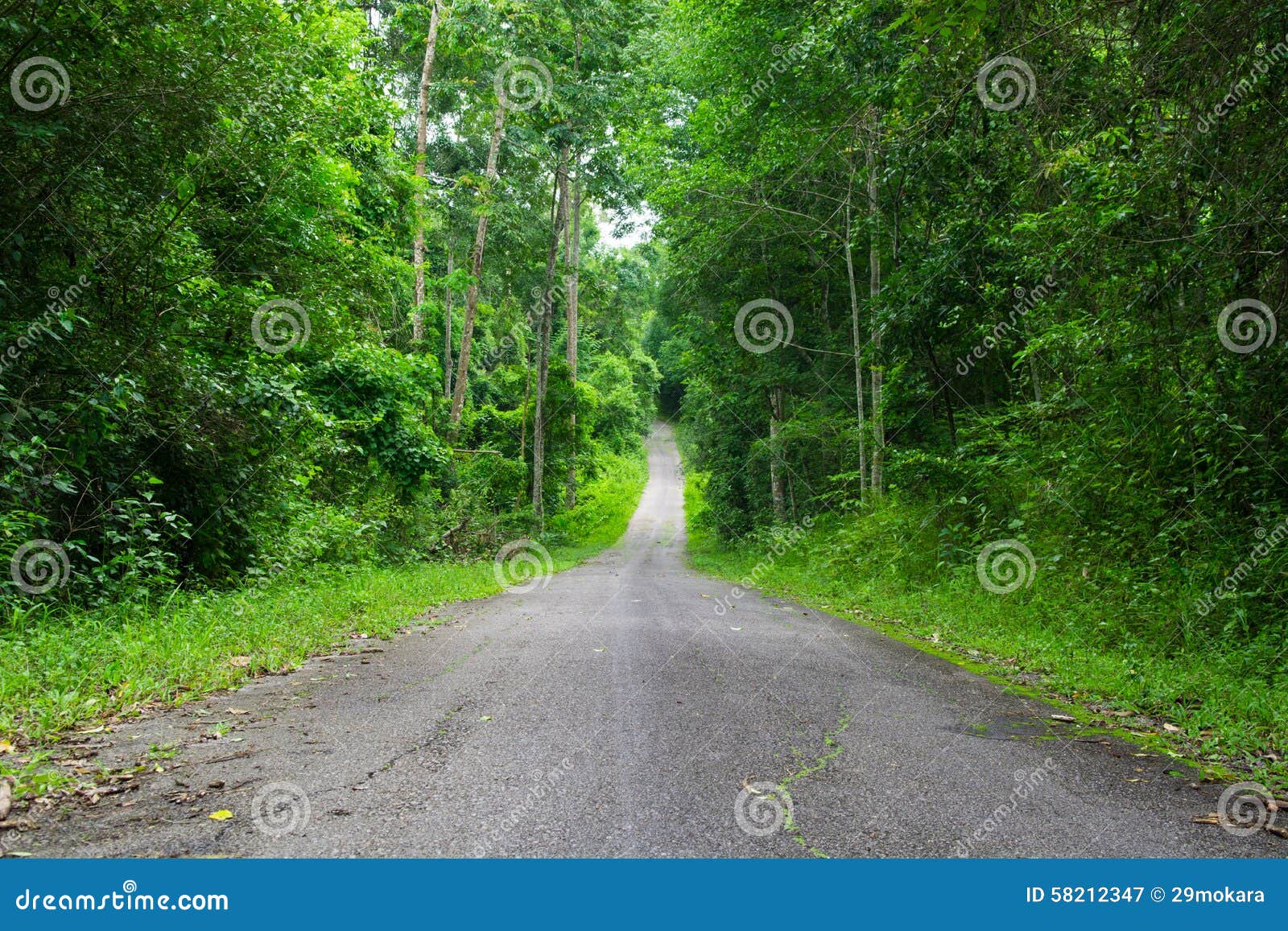Green forest and road stock image. Image of scenic, season - 58212347