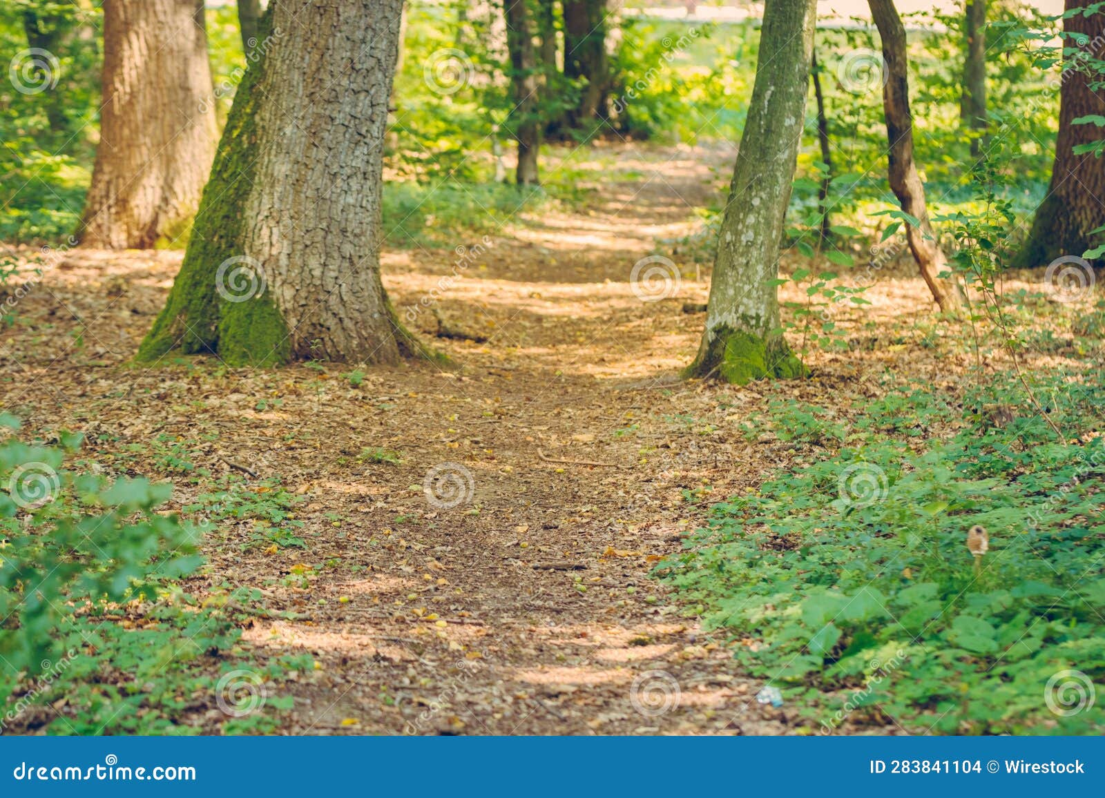 Green Forest Scene Featuring Mossy Trees. Stock Photo - Image of ...