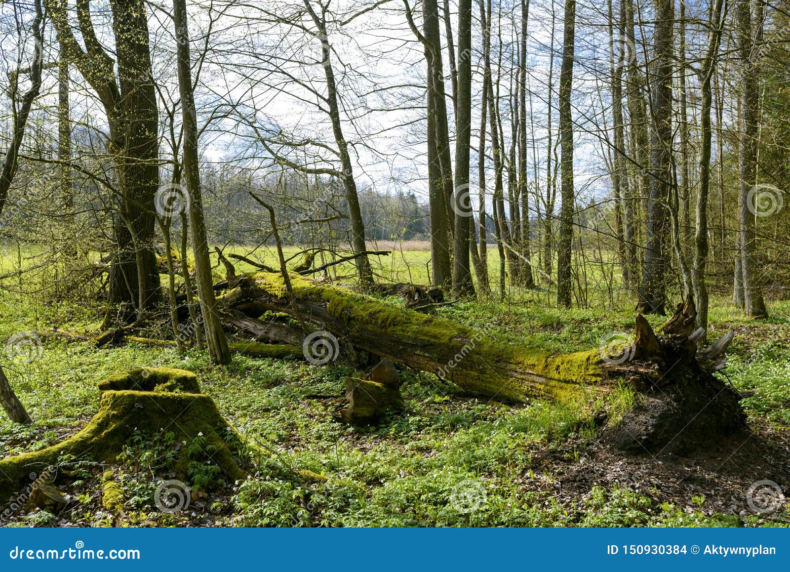 Green Forest Scenery with Lying Big Tree with Moss. National Park Stock ...