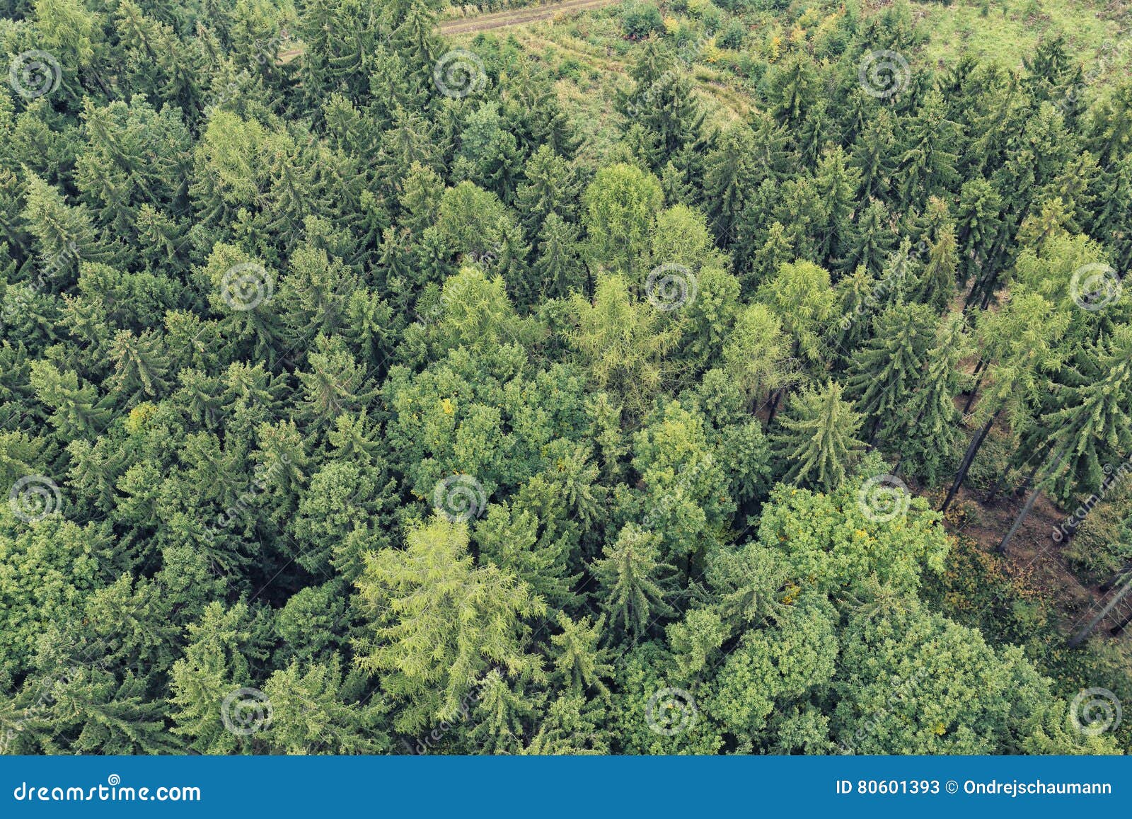 Green Forest Seen from Above Stock Image - Image of spruce, czech: 80601393