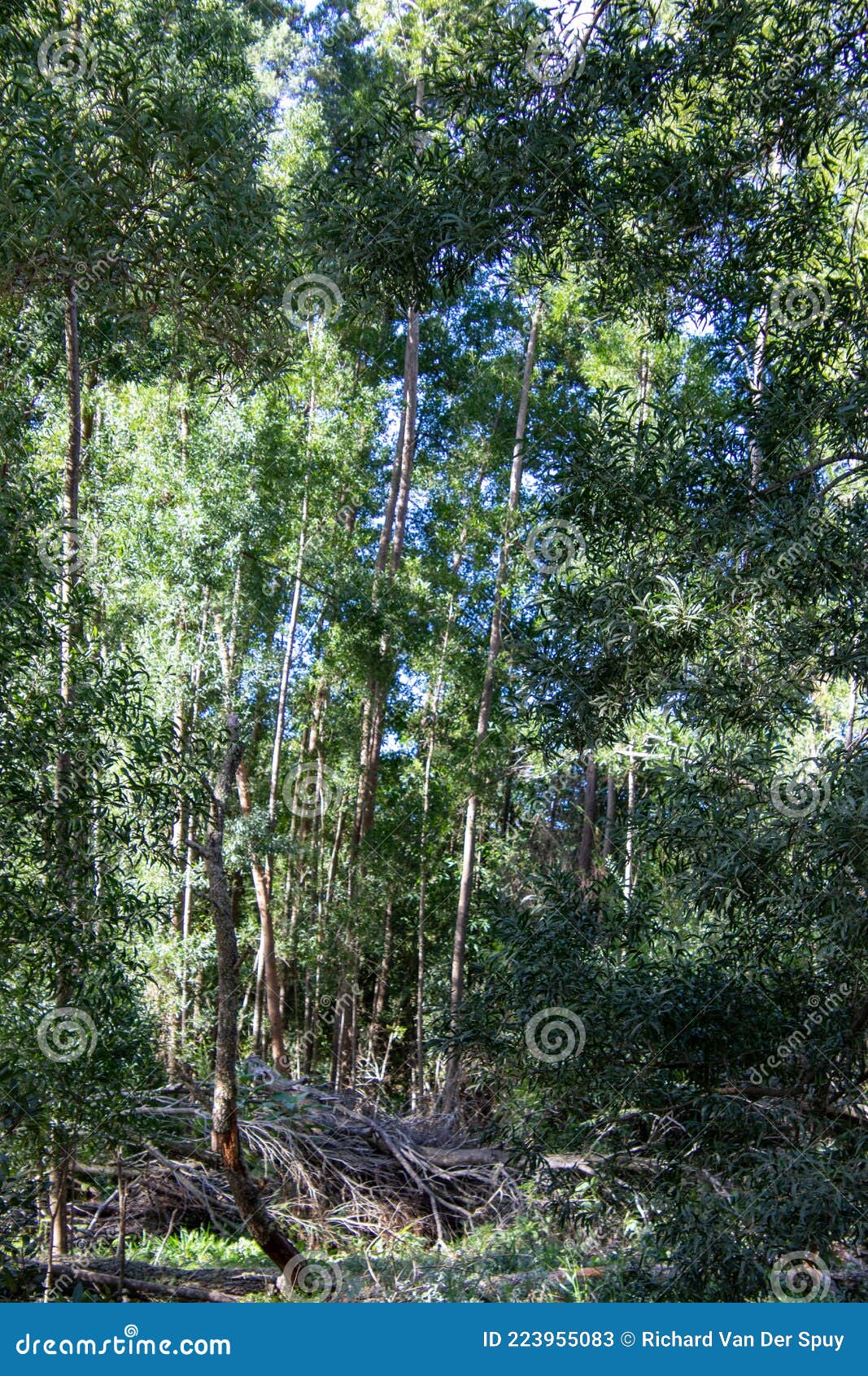 Dense Forest Scene for Background Use Stock Image - Image of backdrop ...
