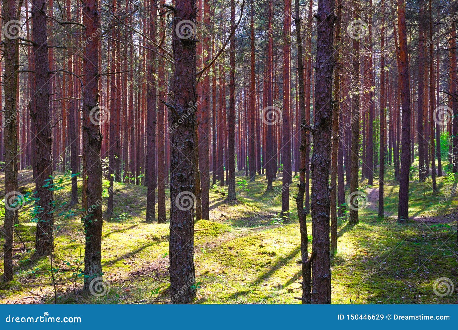 Green Forest with Shadows from Sun Stock Image - Image of magic ...