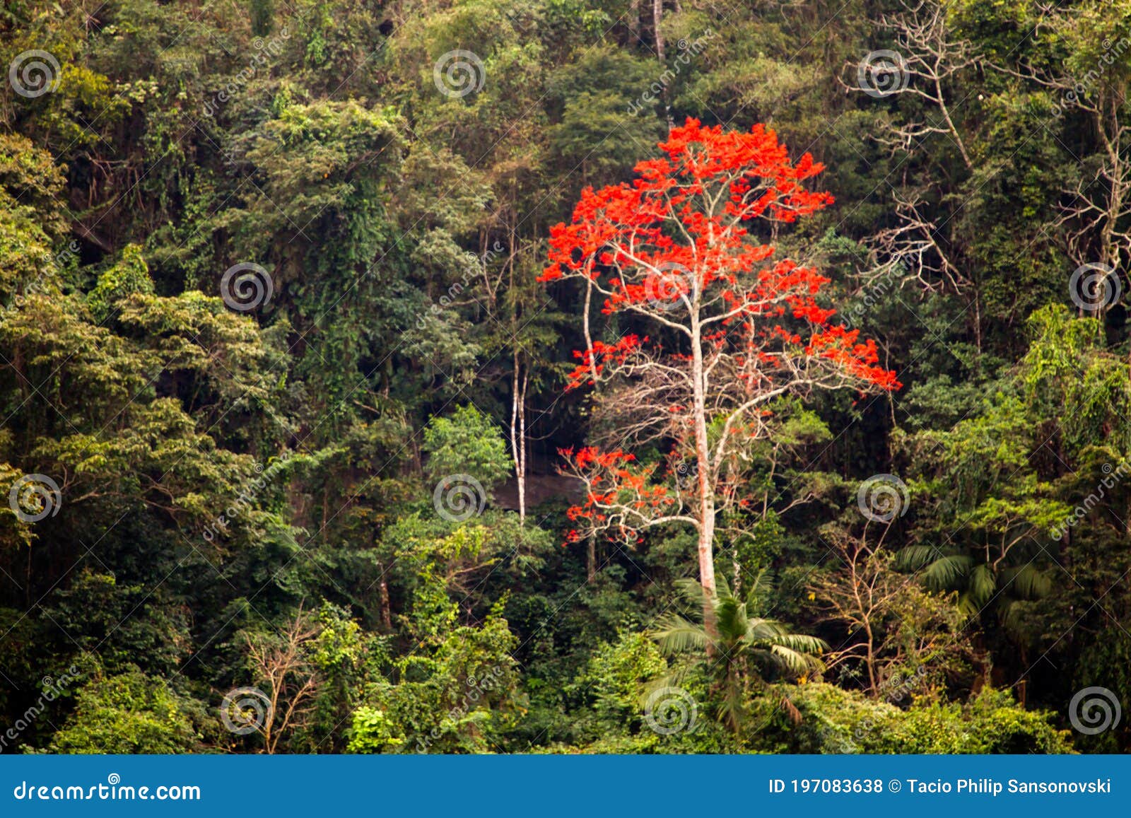 Green Forest with Single Red Flowers Tree Stock Photo - Image of single ...