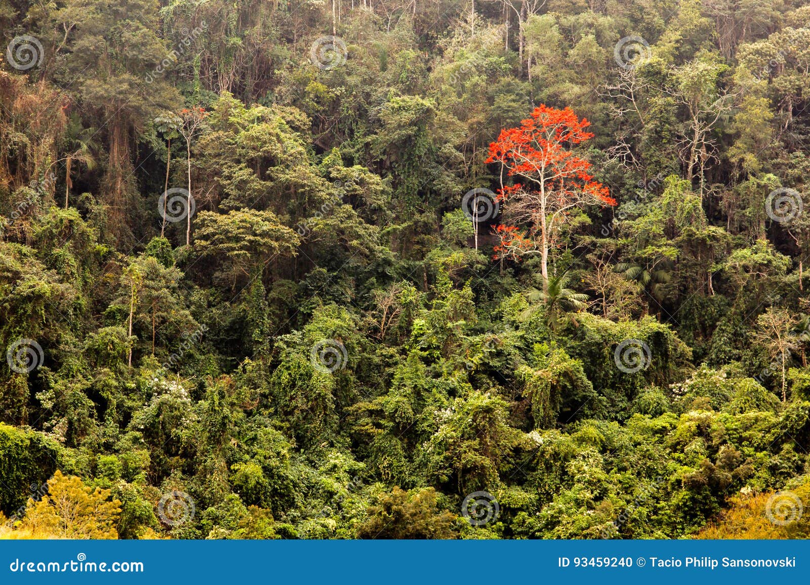 Green Forest with a Single Red Flowers Tree in Brazilian Rainforest ...
