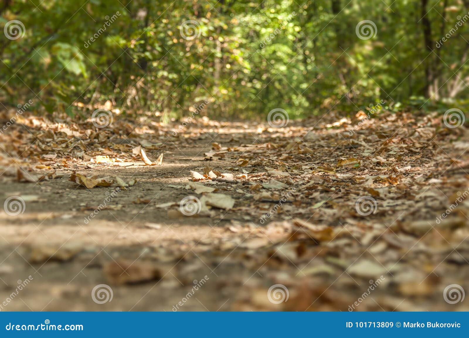 Green Forest Soil Dirty Path for Walking and Running Lane Stock Image ...