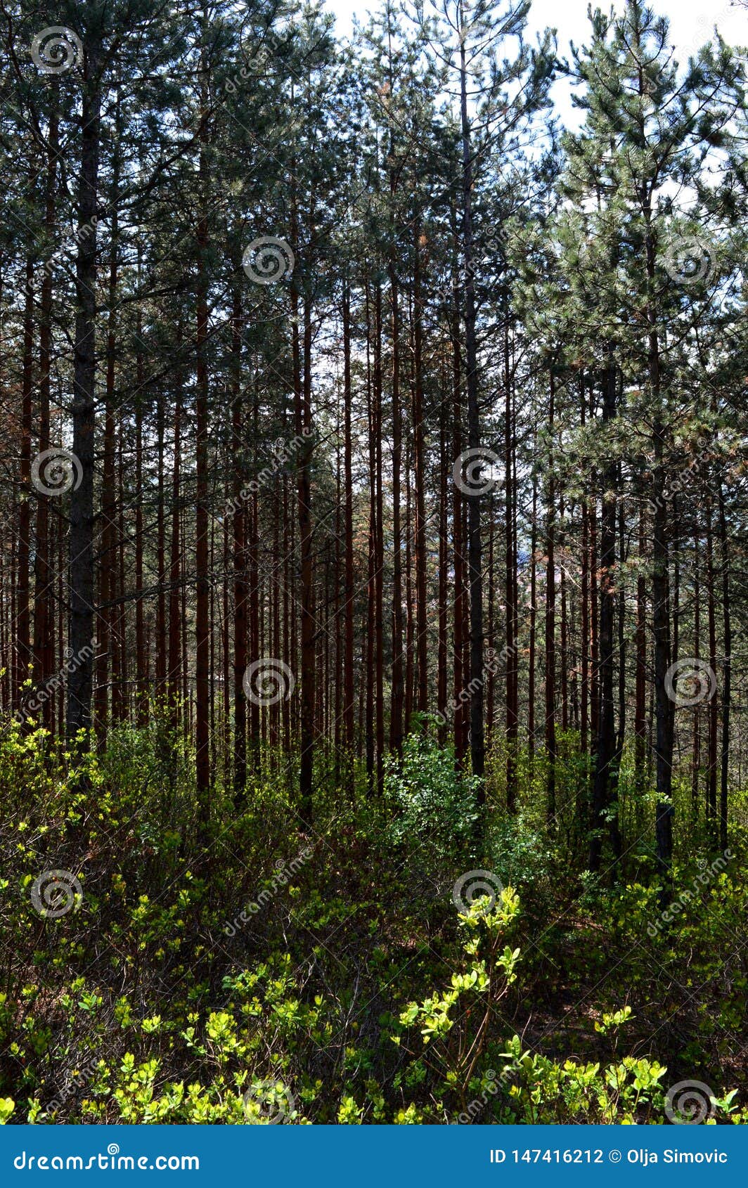 Green forest in the spring stock photo. Image of spring - 147416212