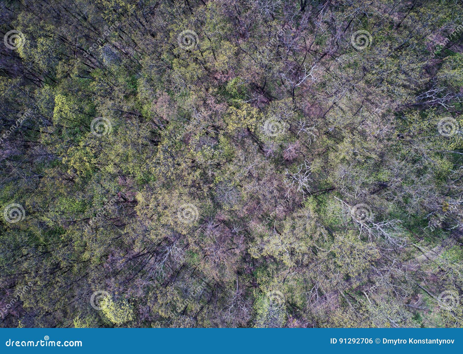 Green Forest in Spring, Aerial Shot Stock Photo - Image of beautiful ...