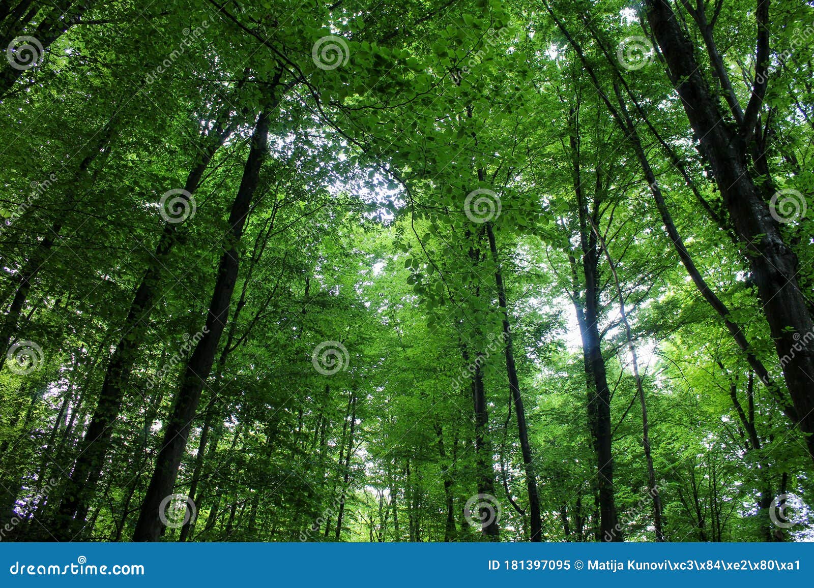 Green forest in spring stock image. Image of jungle - 181397095