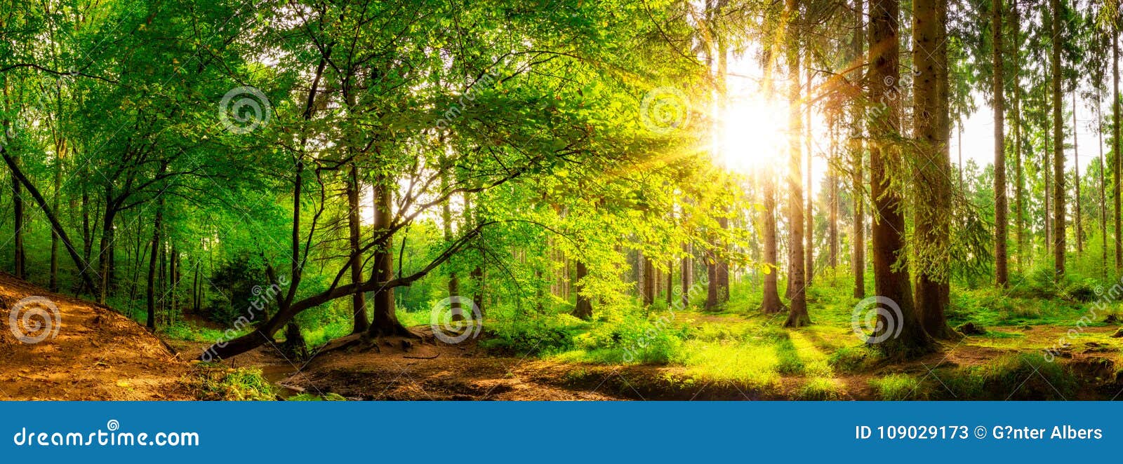 Green forest in spring stock image. Image of sunshine - 109029173