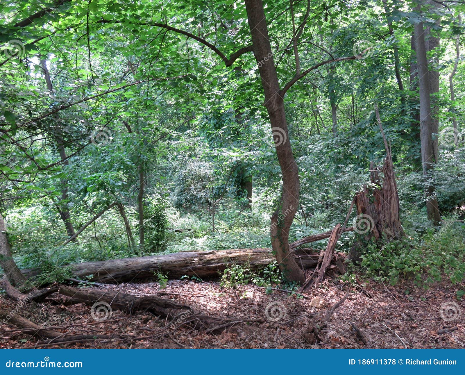 Green Forest in Spring in June Stock Photo - Image of leaves, forest ...