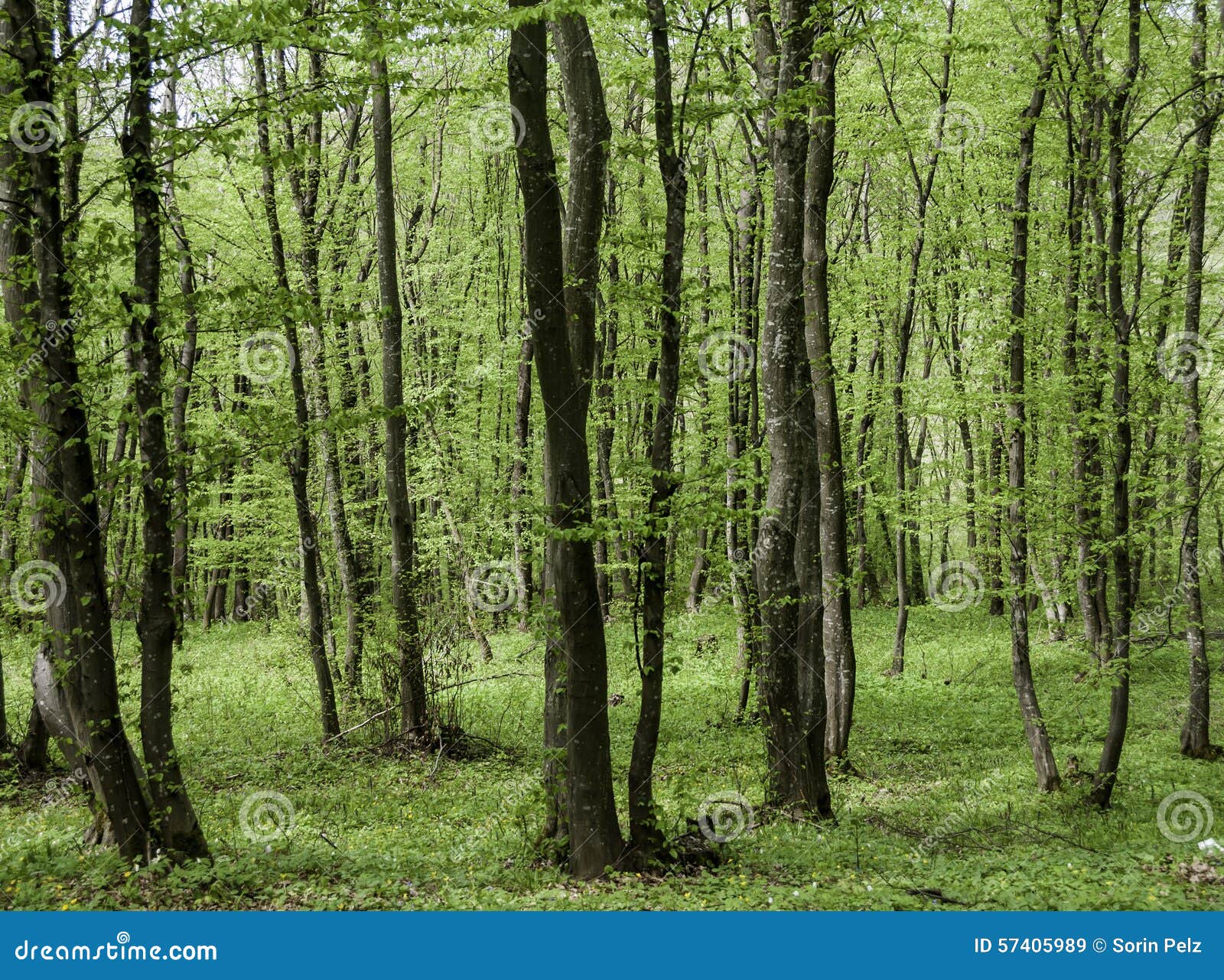 Green forest in spring stock image. Image of plant, fresh - 57405989