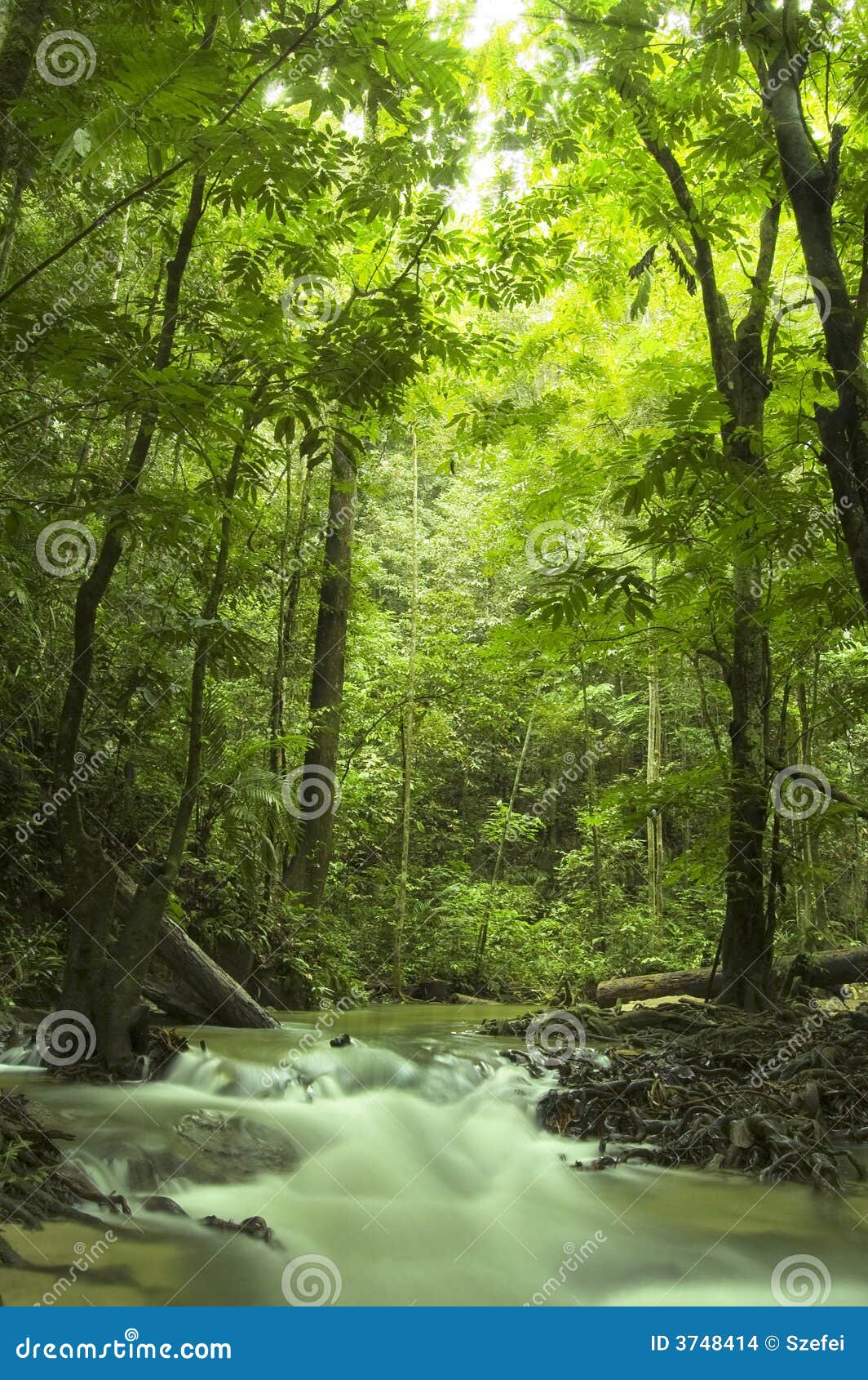 Green forest and stream stock photo. Image of environmental - 3748414