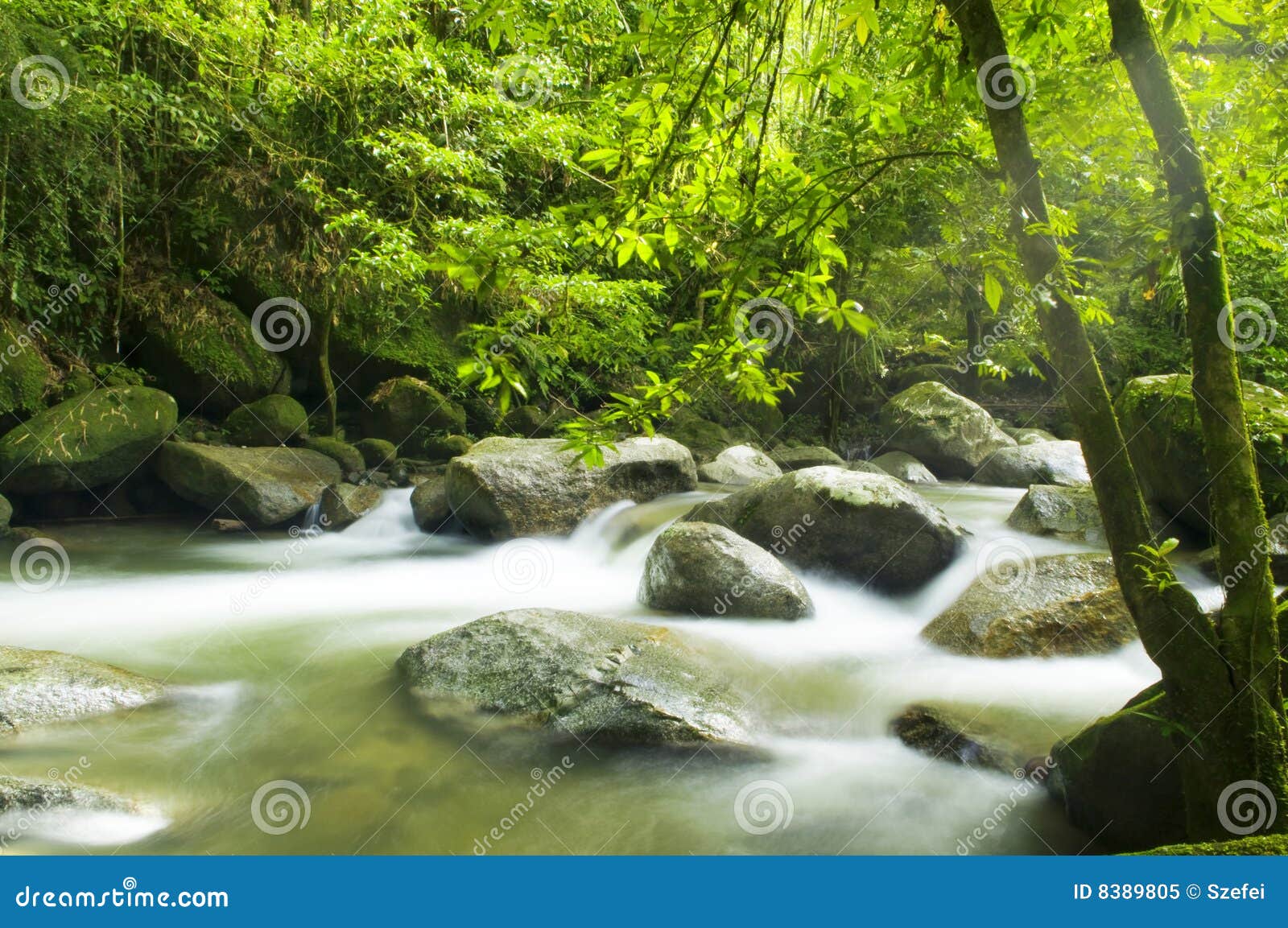 Green forest and stream stock image. Image of altitude - 8389805