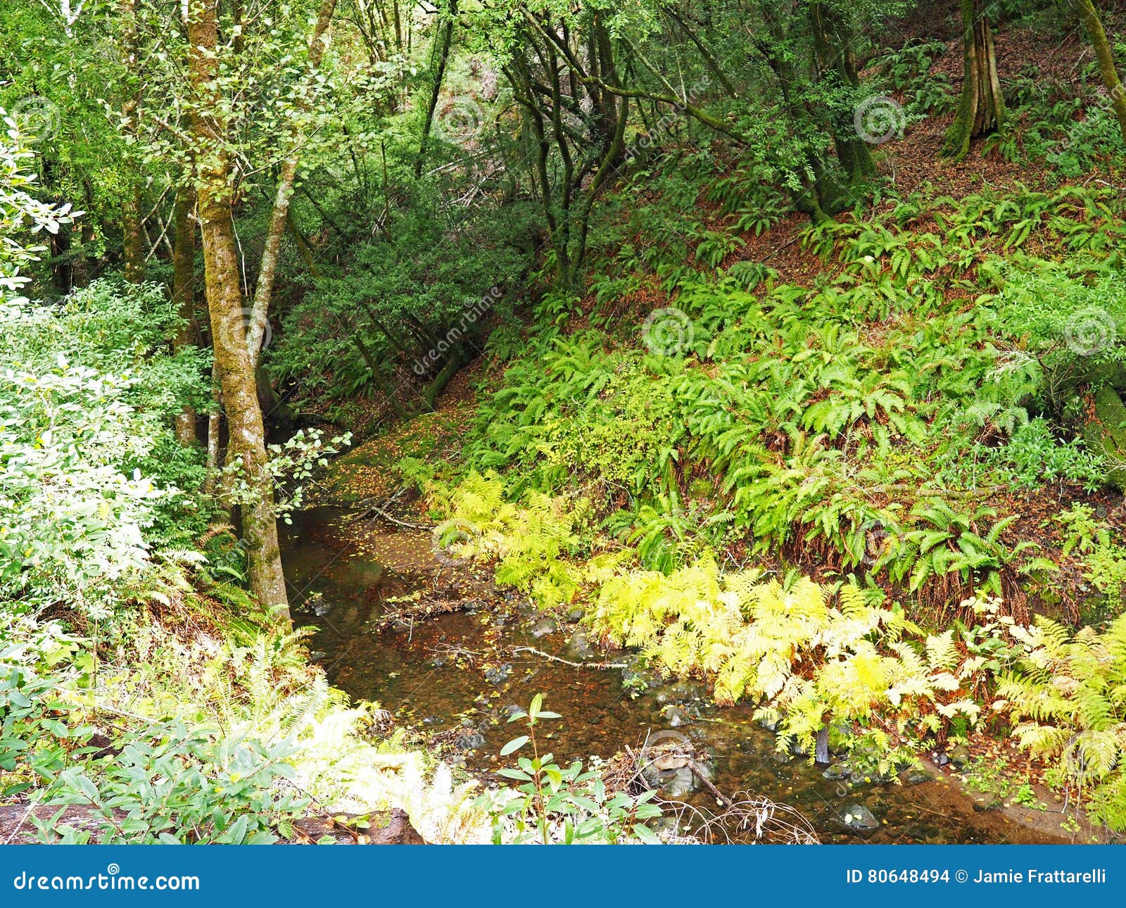 Green Forest and Stream stock photo. Image of trees, calm - 80648494