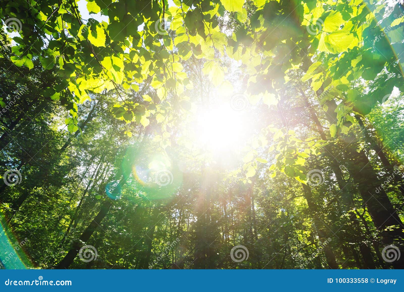 Green Forest. Sun Light through Treetops Stock Photo - Image of beams ...