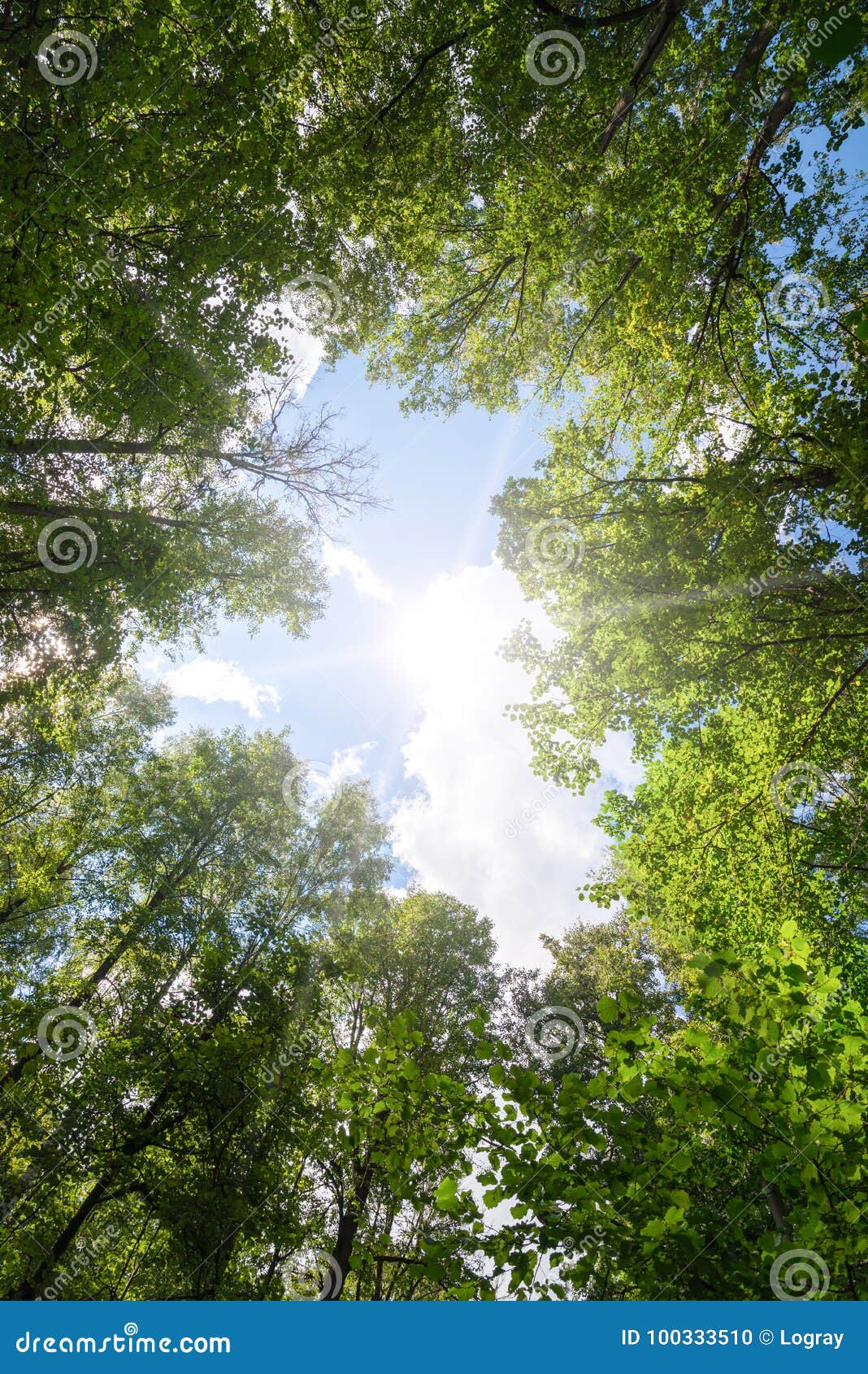 Green Forest. Sun Light through Treetops Stock Photo - Image of golden ...
