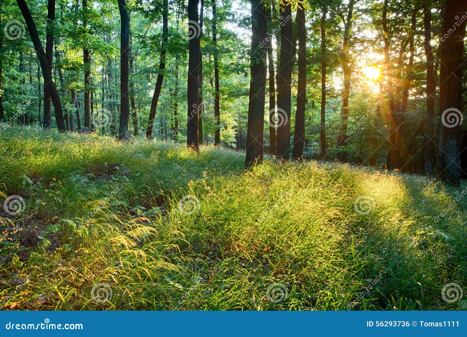 Green Forest with Sun and Rays Stock Photo - Image of summer, scenery ...