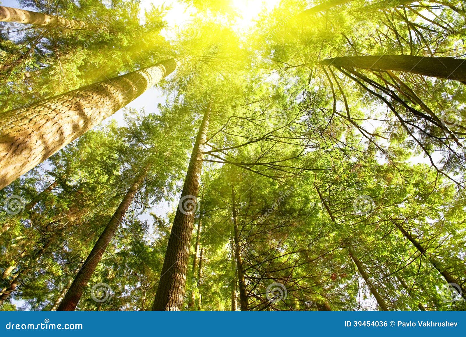 Green forest at sunrise stock photo. Image of nature - 39454036