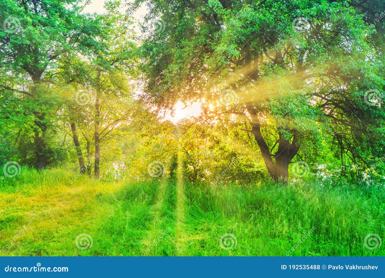 Green Forest at Sunset with Sun Beams Stock Photo - Image of ...