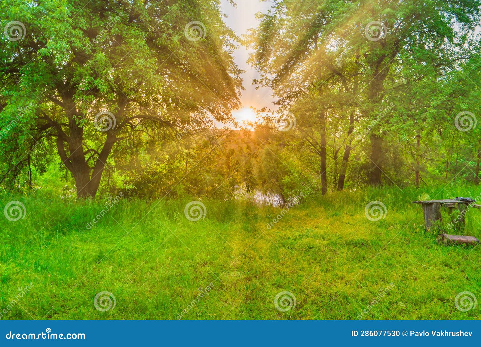 Green Forest at Sunset with Sun Beams Stock Photo - Image of ...