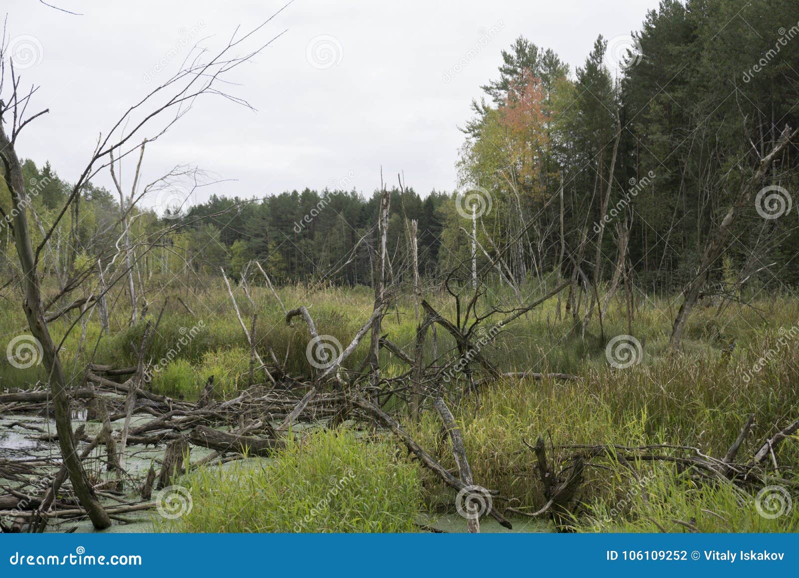 In Green Forest Swamp with Fallen Trees and Stock Photo - Image of ...