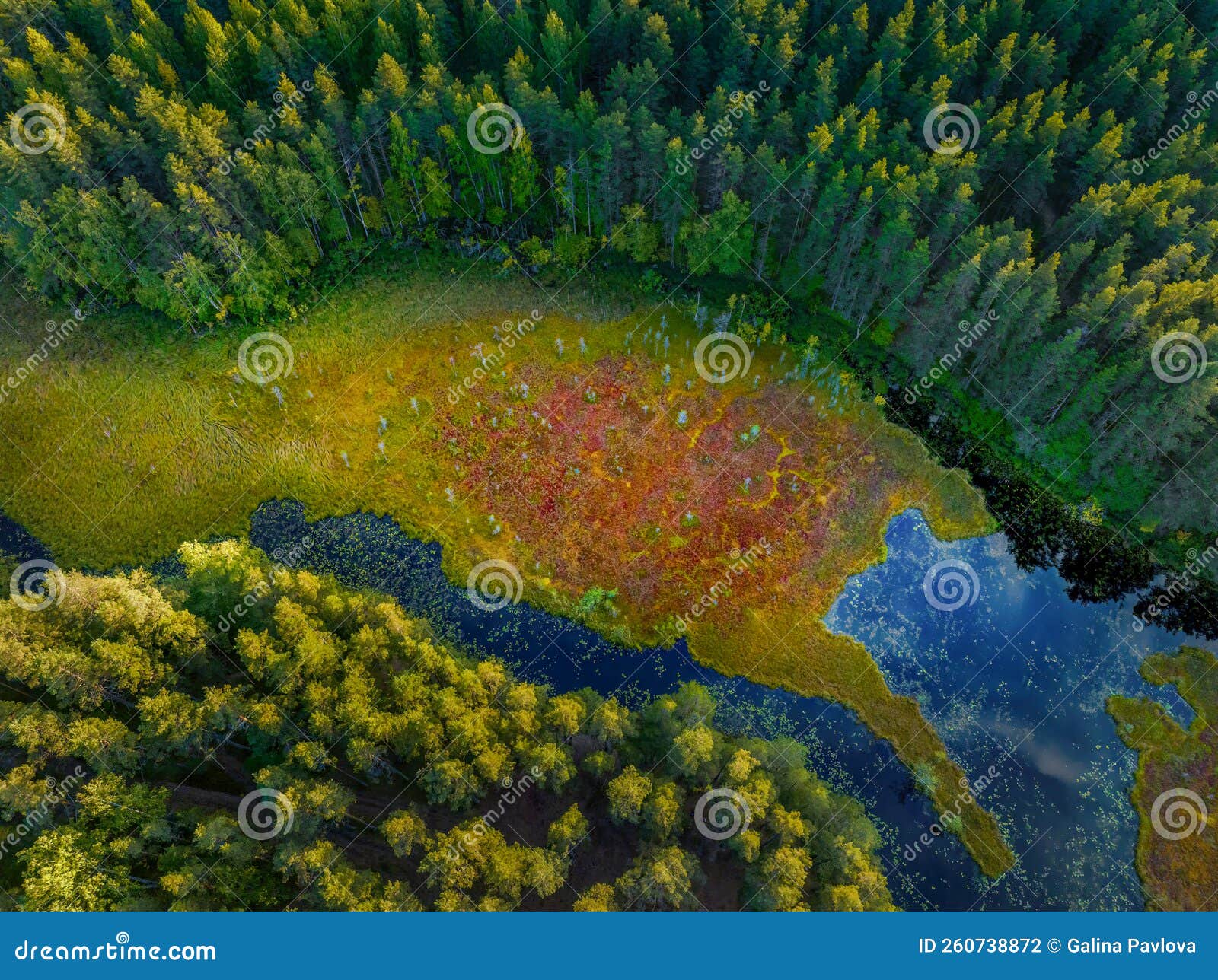 Green Forest, Swamp and River, Shot from Above Using a Drone. Stock ...