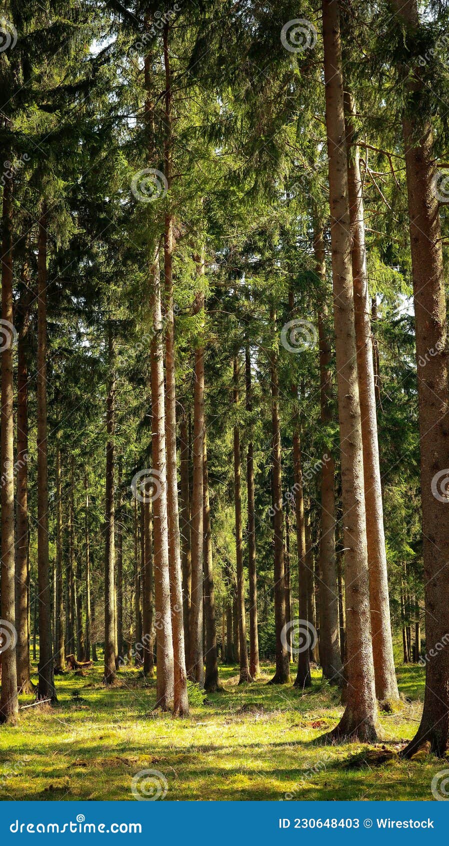 Green Forest with Tall Fir Trees Stock Image - Image of beautiful ...