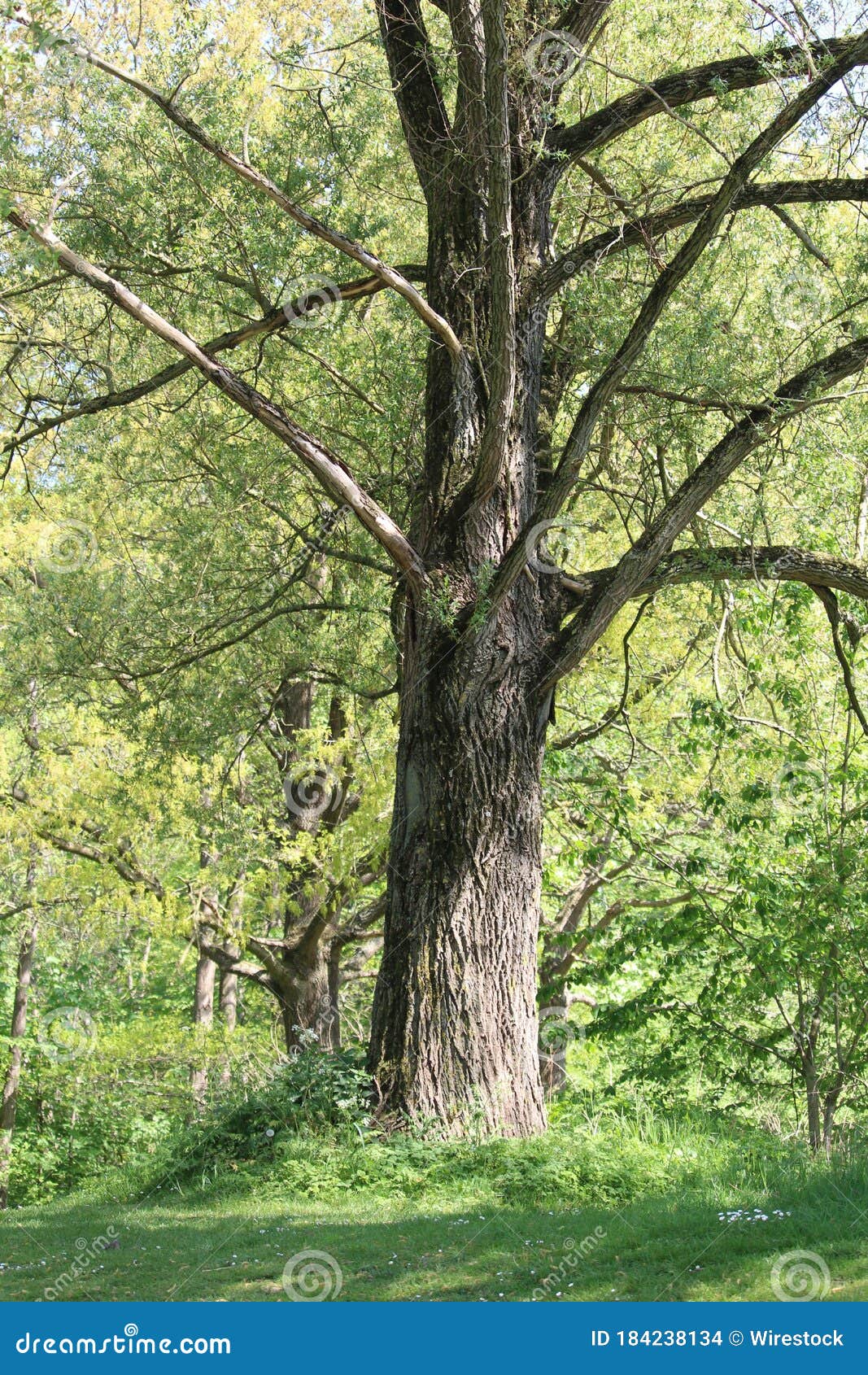 Green Forest with Tall Trees during Daytime Stock Photo - Image of ...