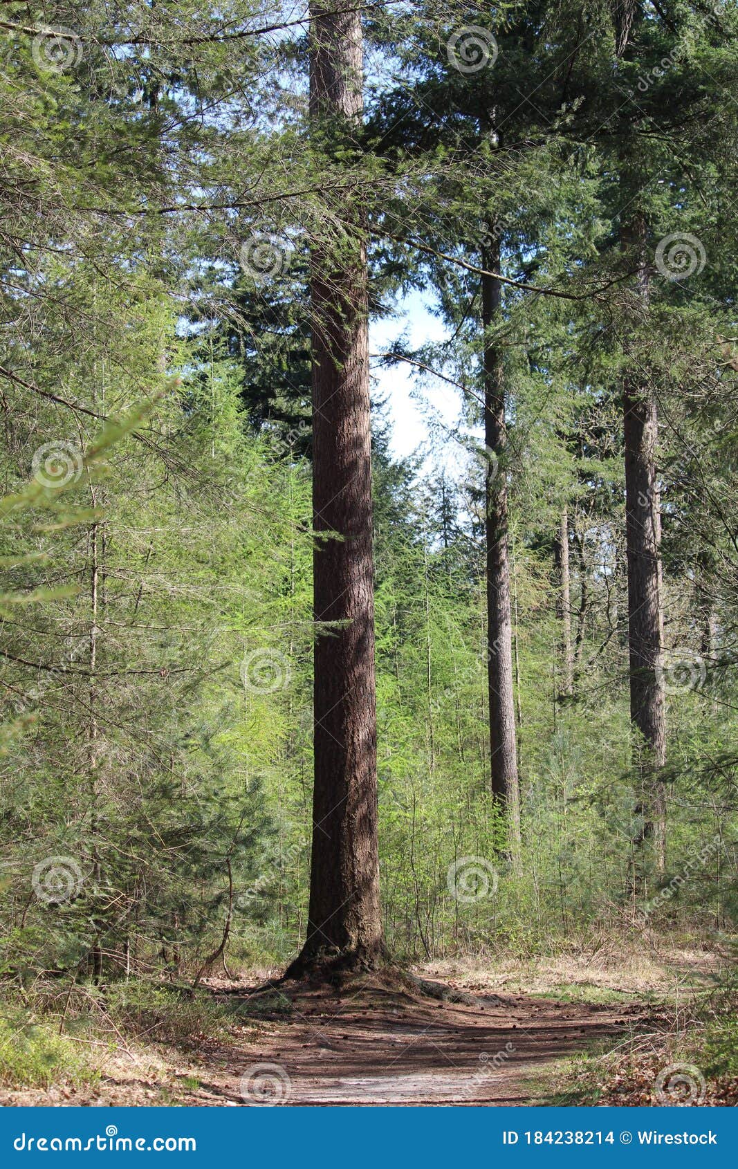 Green Forest with Tall Trees during Daytime Stock Photo - Image of ...