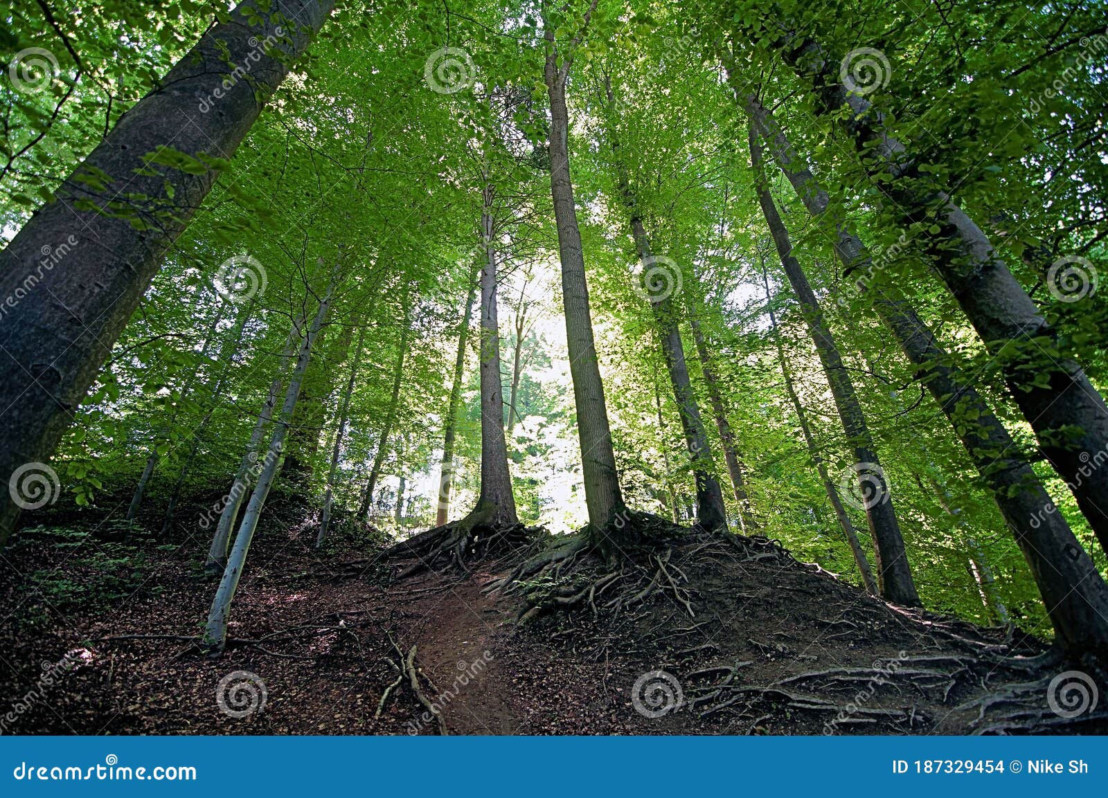 Green Forest with Tall Trees Stock Photo - Image of fresh, forest ...