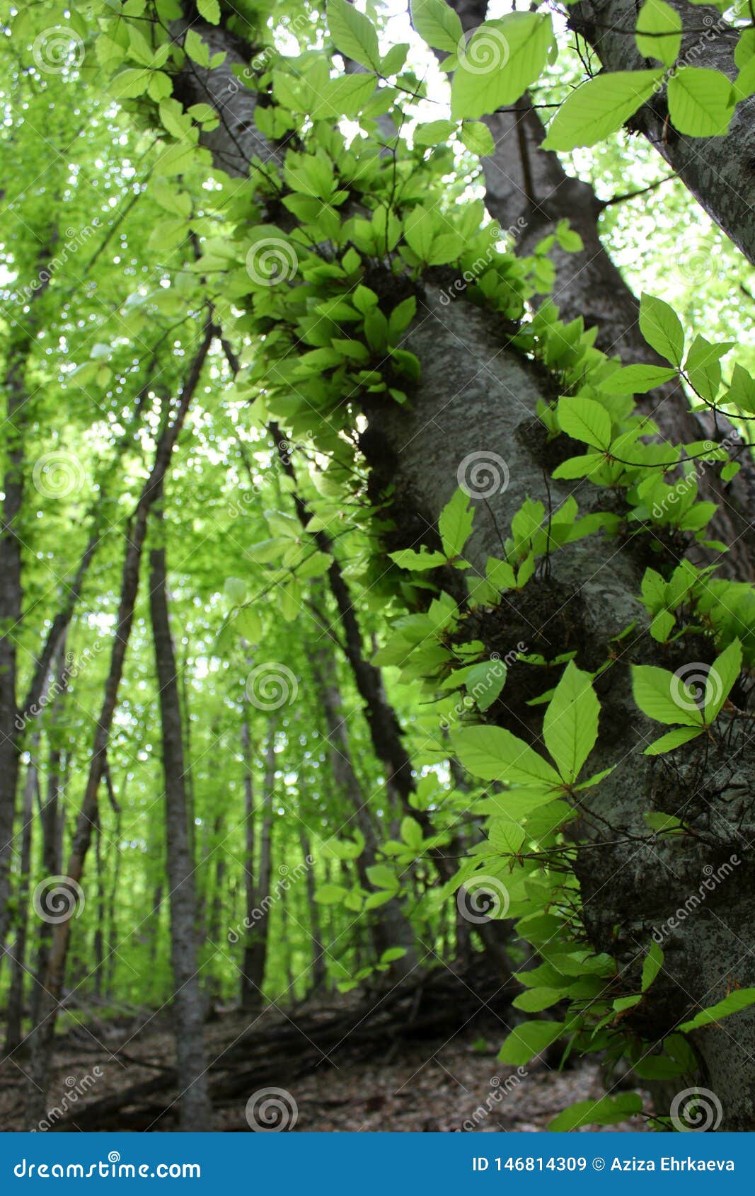 Green forest, tall trees stock image. Image of crimea - 146814309