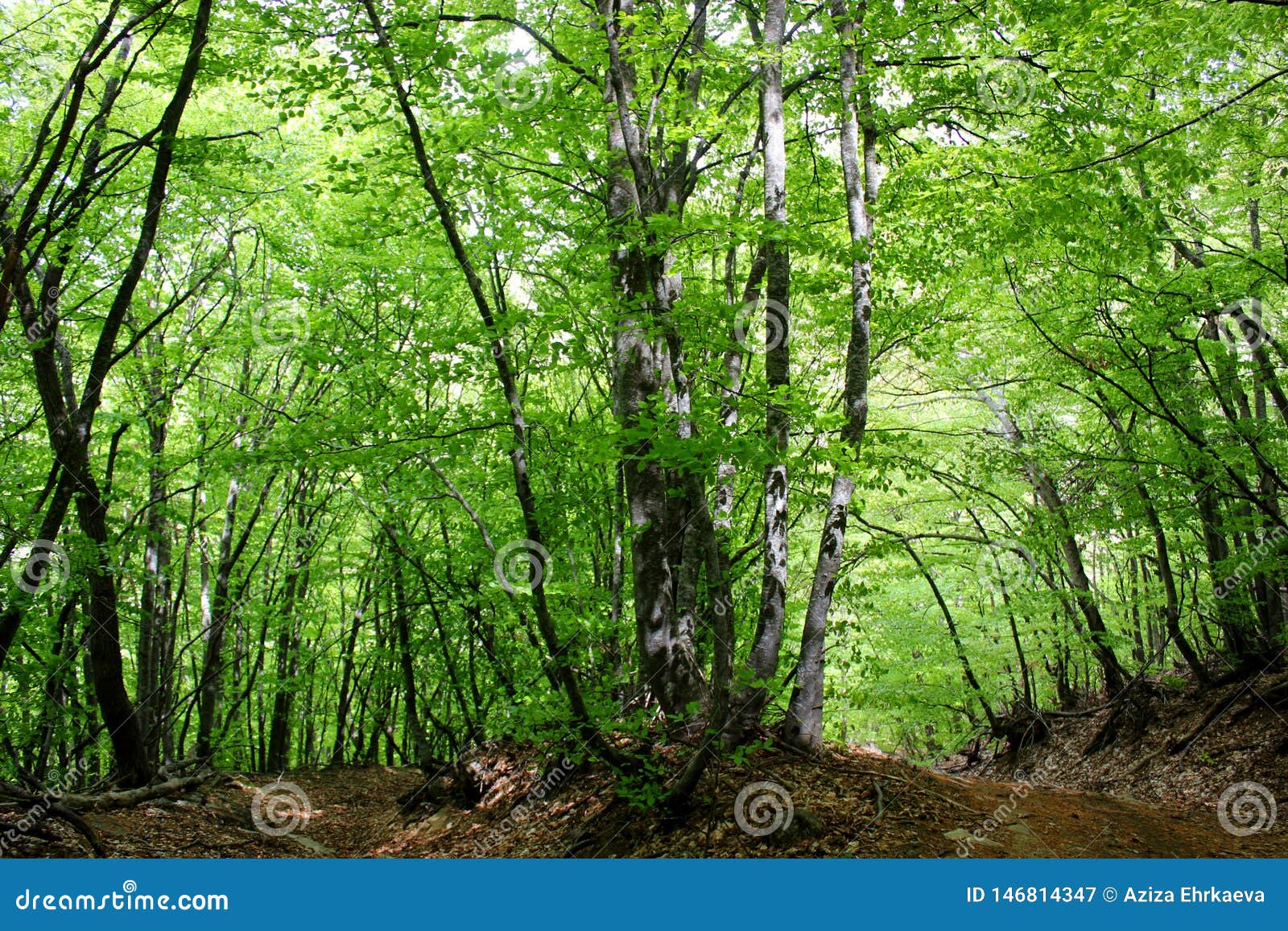 Green forest, tall trees stock image. Image of sprout - 146814347