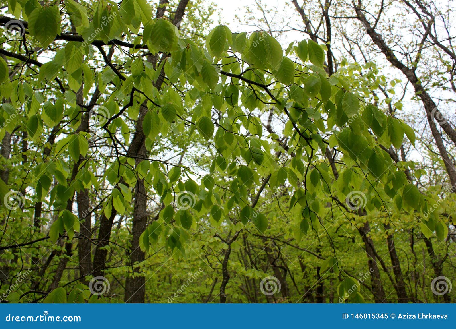 Green forest, tall trees stock image. Image of tree - 146815345