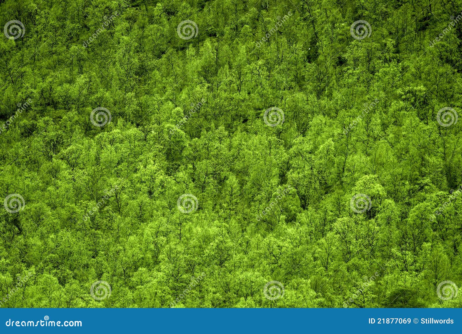 Green forest texture stock image. Image of sweden, lapland - 21877069