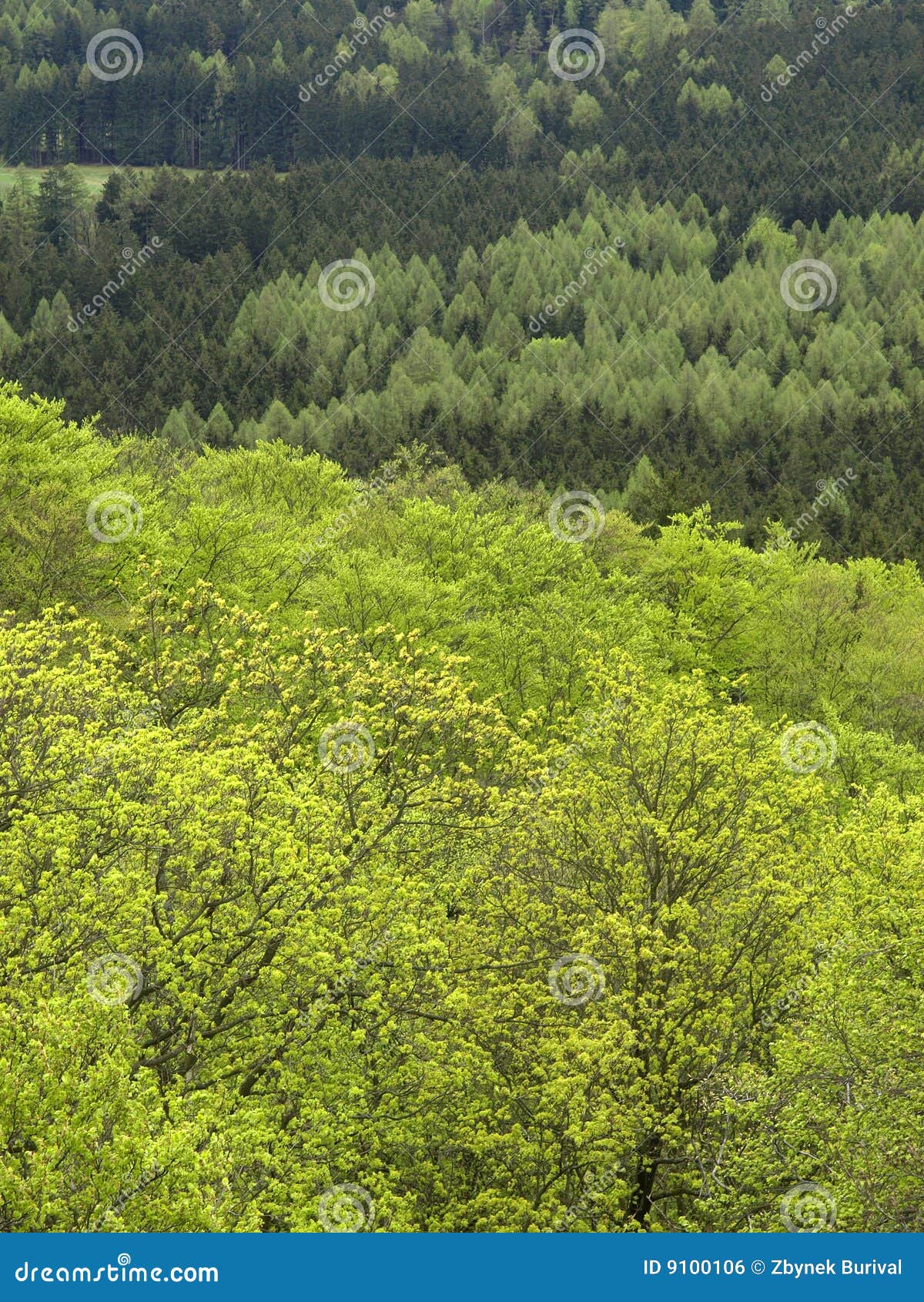 Green forest texture stock photo. Image of theme, view - 9100106